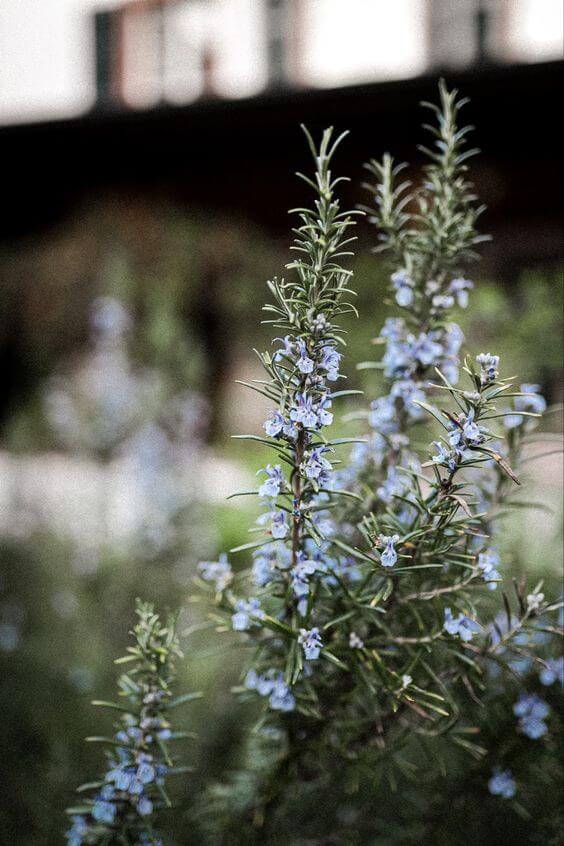 Plant Magic: Top 5 Plants for Your Witch’s Garden | Tea & Rosemary